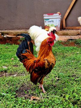 "mini garnizes" no Brasil