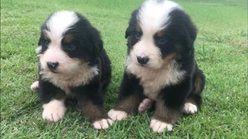 "filhotes de bernese" - Cachorros no Brasil