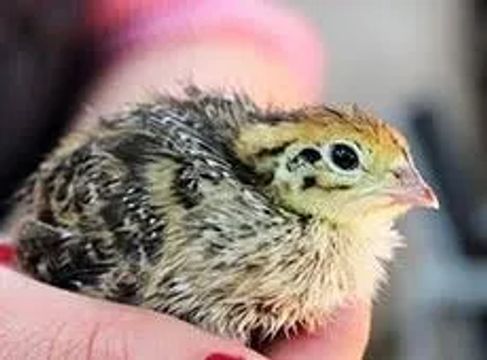 "filhotes de codornas" - Outros animais no Brasil