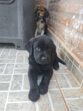 "filhotes de labrador preto" - Cachorros no Brasil