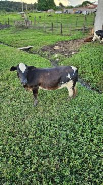 "mini vaca" - Animais para agropecuária no Brasil