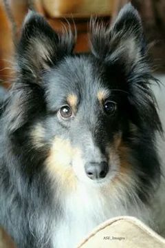 "filhotes de pastor de shetland" - Cachorros no Brasil