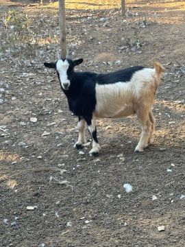 "mini cabras" no Brasil