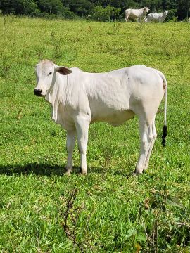 "bezerro nelore" - Animais para agropecuária no Brasil
