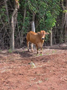 "touro sindi" no Brasil
