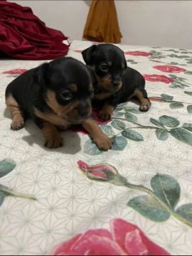 "pinscher 00 miniatura" - Cachorros no Brasil