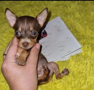 "pinscher 00 miniatura" - Cachorros no Brasil