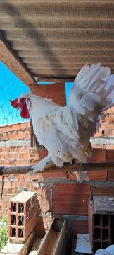 "galinhas garnizes" no Brasil