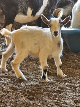 "mini cabras" no Brasil