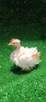 "mini garnizes" no Brasil