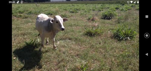 "boi mini boi" - Animais para agropecuária no Brasil