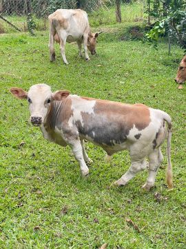 "mini vaca" - Animais para agropecuária no Brasil