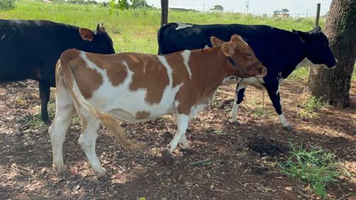 "mini vaca" - Animais para agropecuária no Brasil