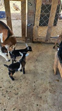 "mini cabras" no Brasil