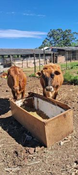 "vaca jersey" - Animais para agropecuária no Brasil