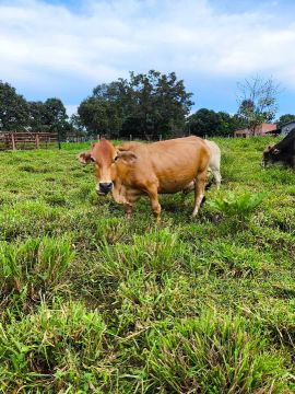 "mini vaca" - Animais para agropecuária no Brasil