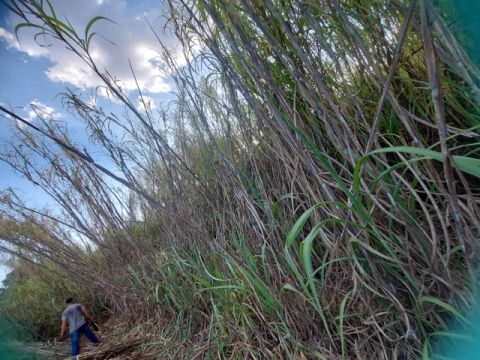 "capim acu" no Brasil