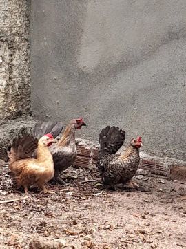 "garnizes nagasaki" no Brasil