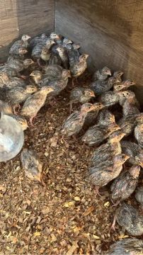 "filhotes de codornas" - Outros animais no Brasil