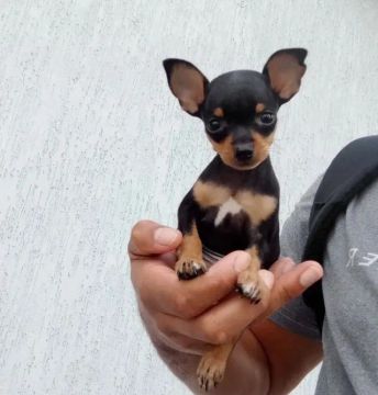 "pinscher 0" - Cachorros no Brasil