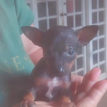 "pinscher 0" - Cachorros no Brasil
