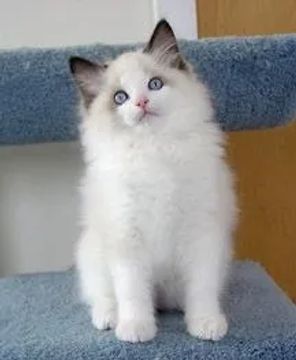 "ragdoll" - Gatos no Brasil