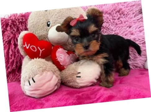 "yorkshire terrier mini" - Cachorros no Brasil