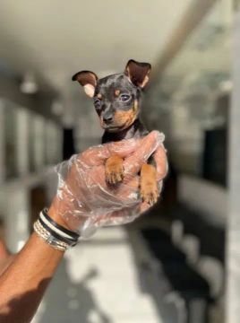 "pinscher 00 miniatura" - Cachorros no Brasil
