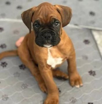 "filhotes de boxer" - Cachorros no Brasil