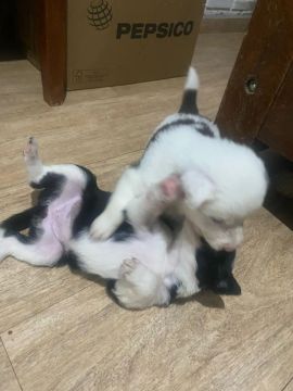 "bode filhote" no Brasil