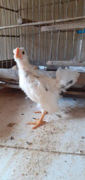 "mini garnizes" no Brasil