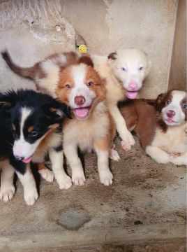 "bode filhote" no Brasil