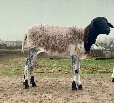 "carneiros dorper" no Brasil