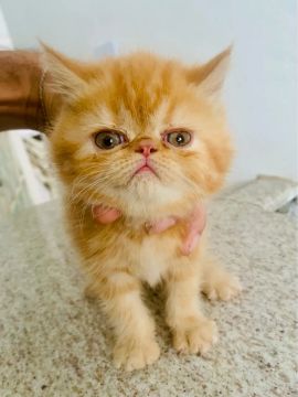 "gato persa exotico" - Gatos no Brasil