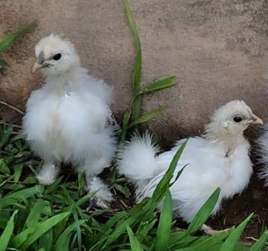 "galinhas garnizes" no Brasil