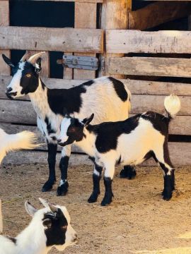 "mini cabras" no Brasil