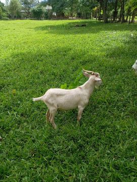 "bode filhote" no Brasil