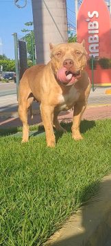 "cachorros pit monster" - Cachorros no Brasil