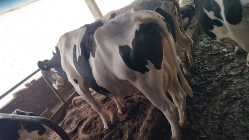 "vaca jersey" - Animais para agropecuária no Brasil