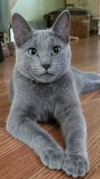 "gato azul russo" - Gatos no Brasil