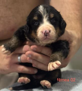 "filhotes de bernese" - Cachorros no Brasil