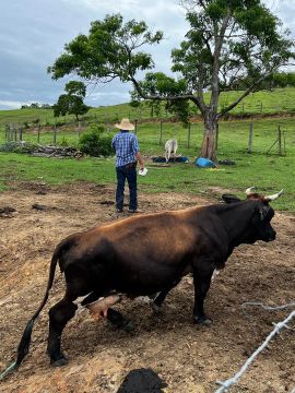 "mini vaca" - Animais para agropecuária no Brasil
