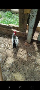 "garnizes nagasaki" no Brasil