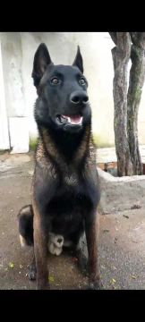 "mallinois" no Brasil