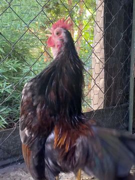 "mini garnizes" no Brasil