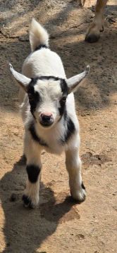 "mini cabras" no Brasil