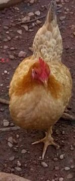 "galinhas garnizes" no Brasil