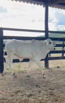 "bezerro nelore" - Animais para agropecuária no Brasil