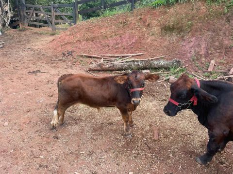 "boi mini boi" - Animais para agropecuária no Brasil