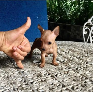 "pinscher 0" - Cachorros no Brasil